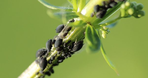 Puceron des rosiers : astuces pour s'en débarrasser naturellement ...